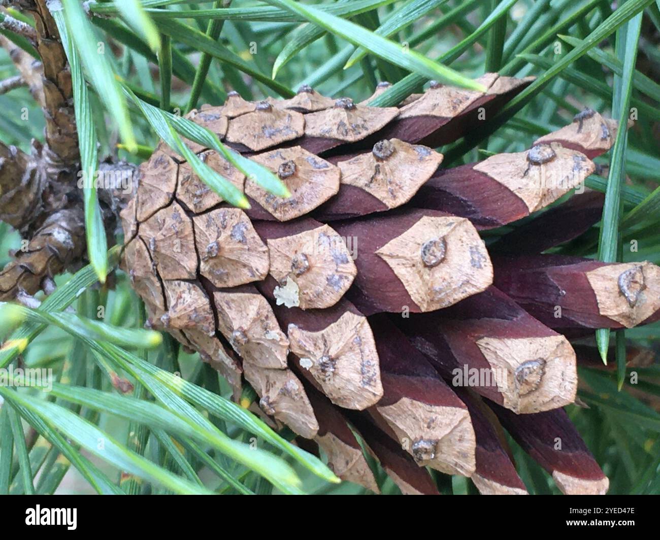 Virginia pine (Pinus virginiana Stock Photo - Alamy