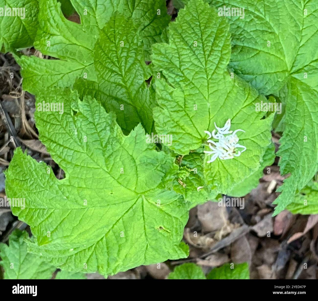 Goldenseal hi-res stock photography and images - Alamy