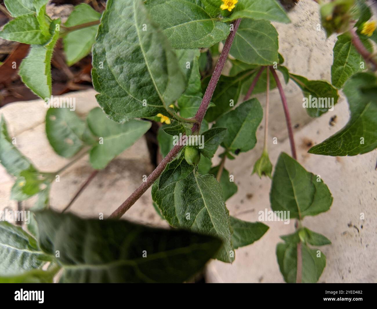 straggler daisy (Calyptocarpus vialis Stock Photo - Alamy
