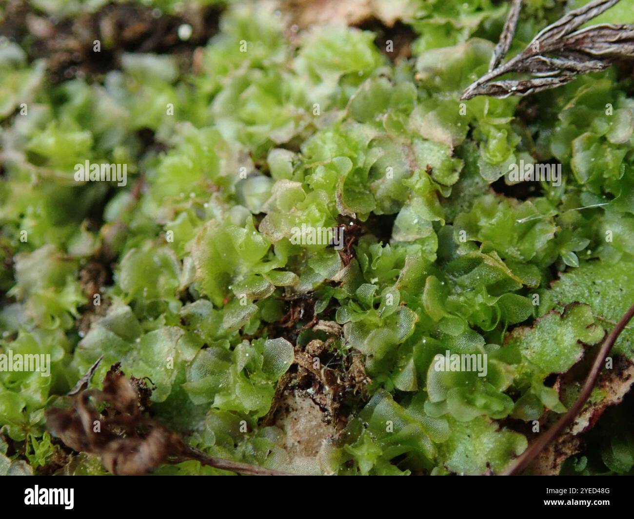 Long-bristled Frillwort (Fossombronia longiseta Stock Photo - Alamy