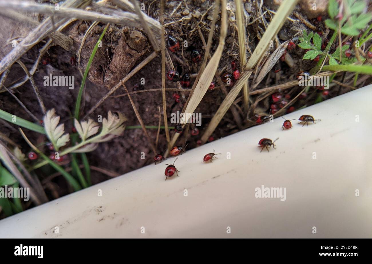 White-margined Burrower Bug (Sehirus cinctus Stock Photo - Alamy