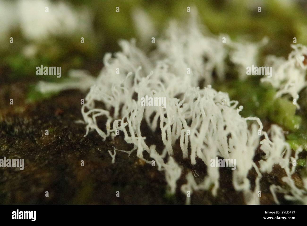 Honeycomb Coral Slime Mold (Ceratiomyxa fruticulosa Stock Photo - Alamy