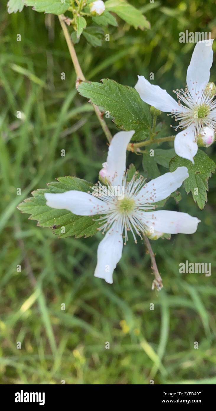 Pensilvanicus hi-res stock photography and images - Alamy