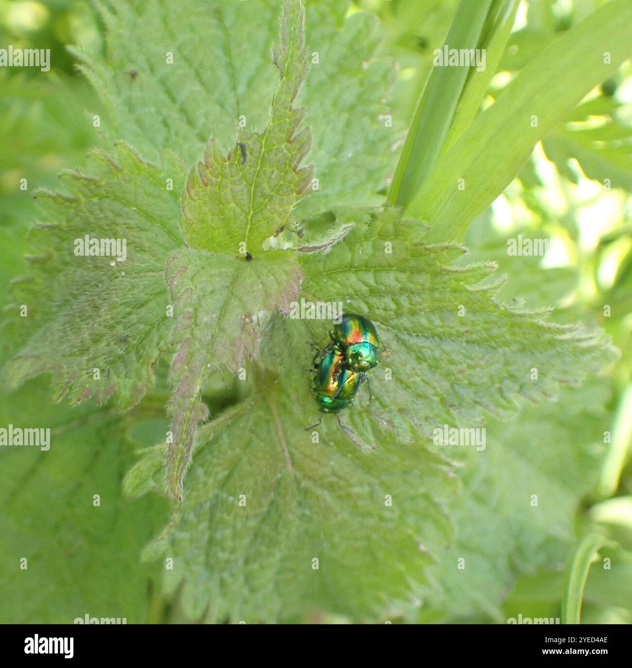 Dead-nettle Leaf Beetle (Fasta fastuosa Stock Photo - Alamy