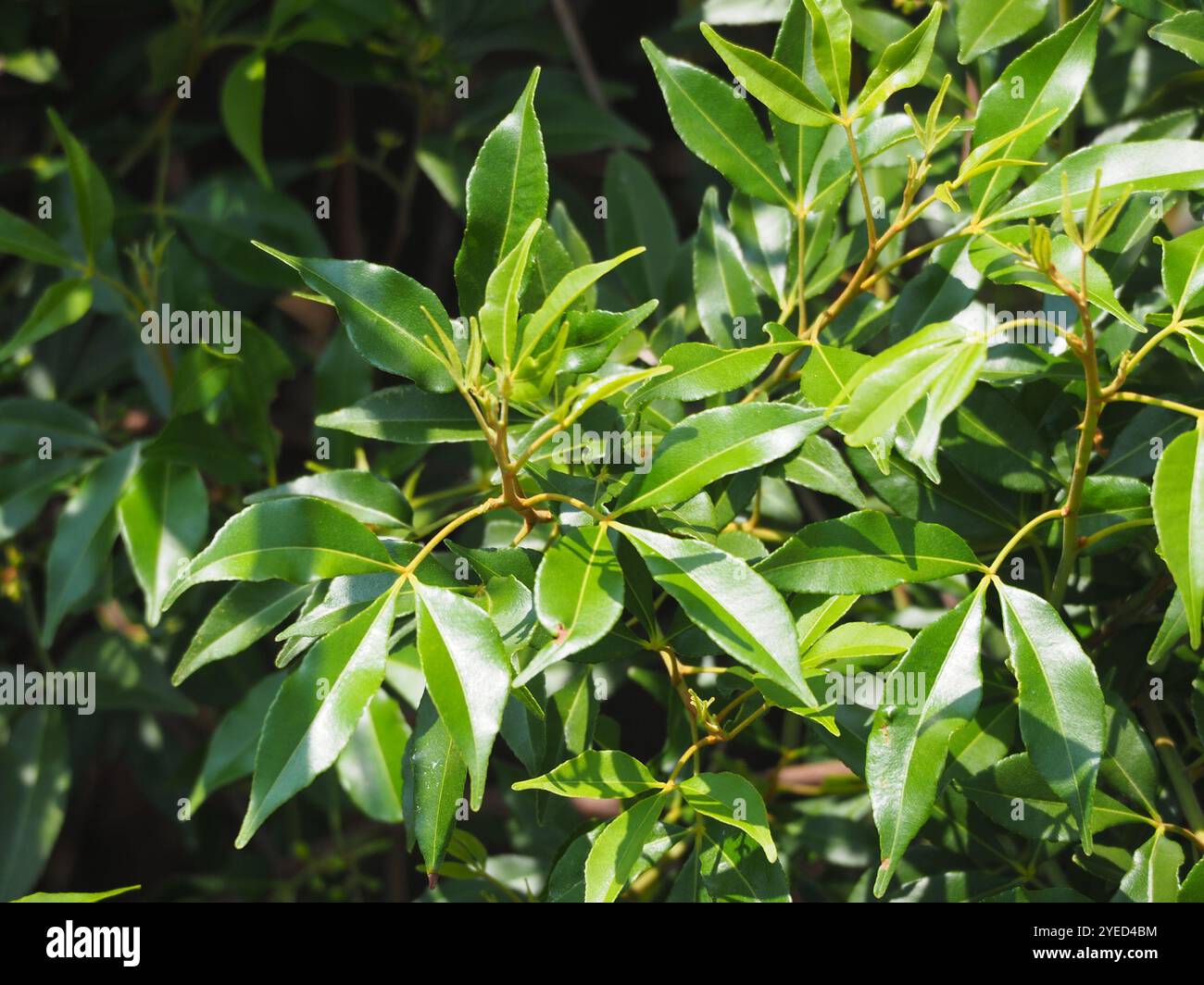 orange climber (Zanthoxylum asiaticum Stock Photo - Alamy