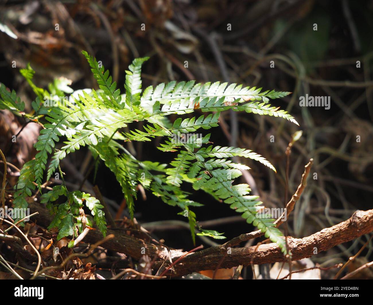 Prickly shield fern hi-res stock photography and images - Alamy