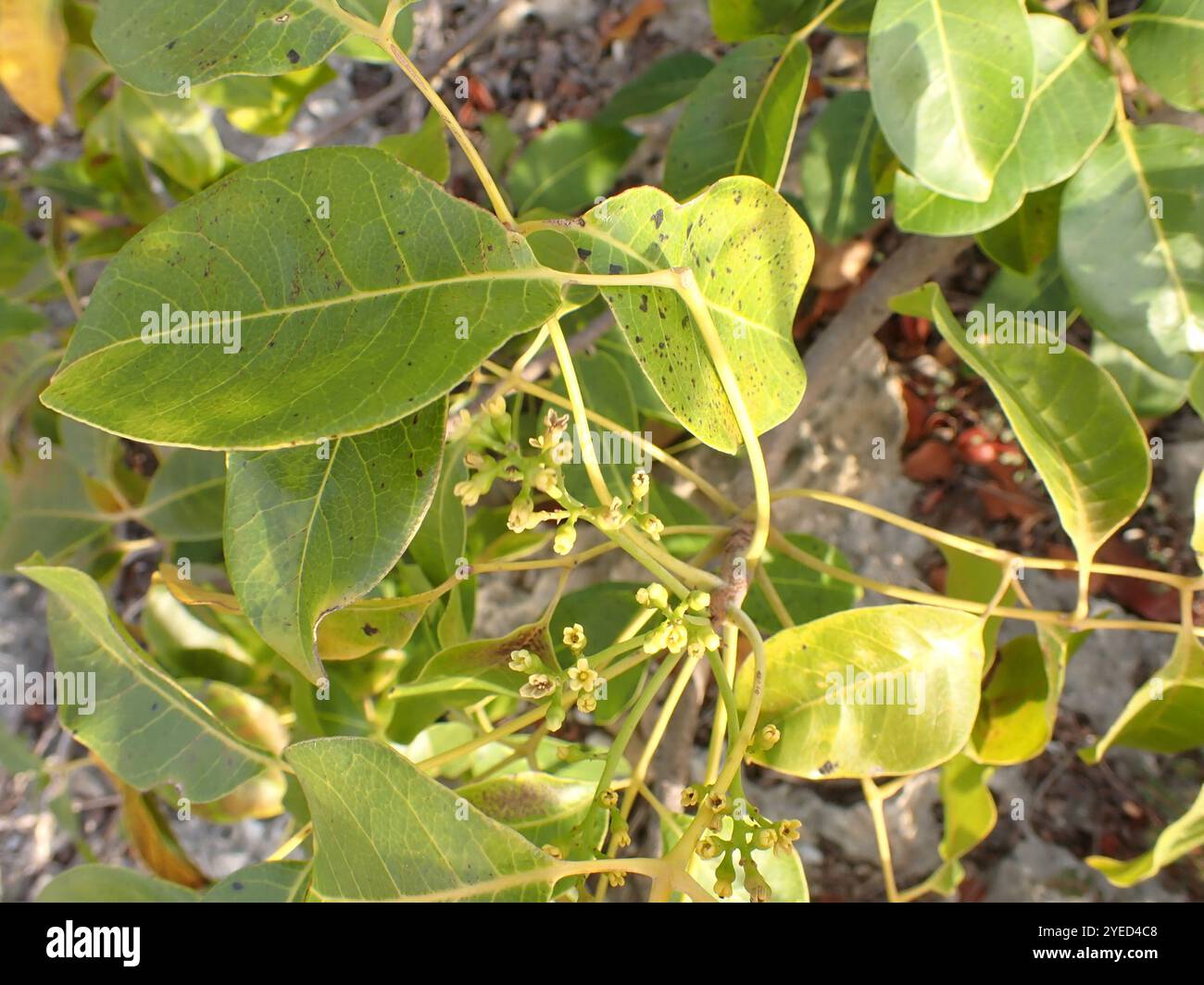 Poisonwood (Metopium toxiferum Stock Photo - Alamy