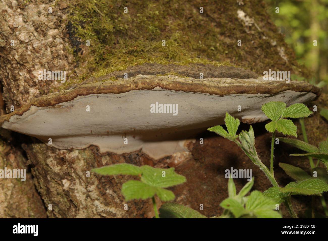 Willow Bracket (Phellinus igniarius Stock Photo - Alamy