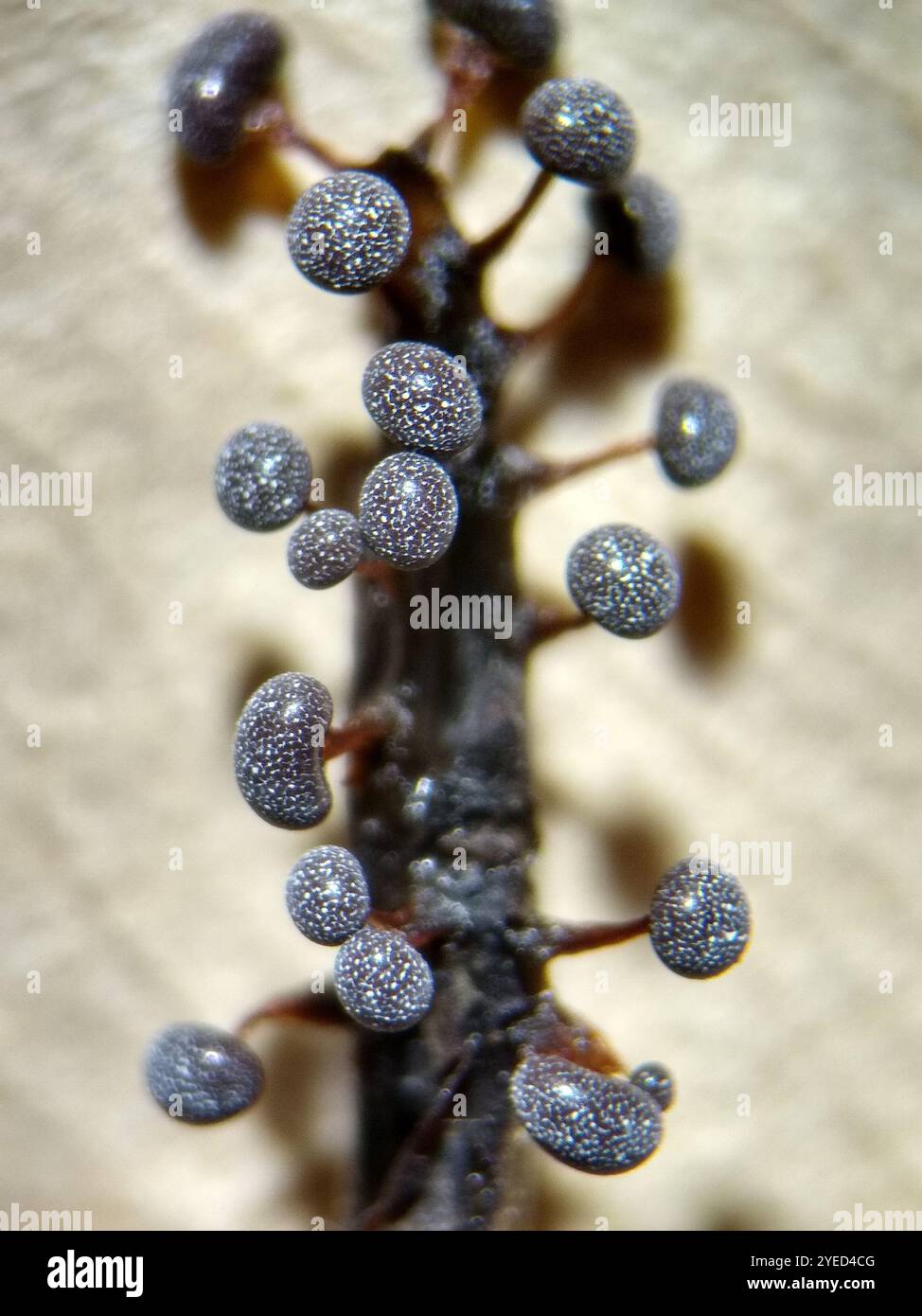 Physarum pusillum hi-res stock photography and images - Alamy