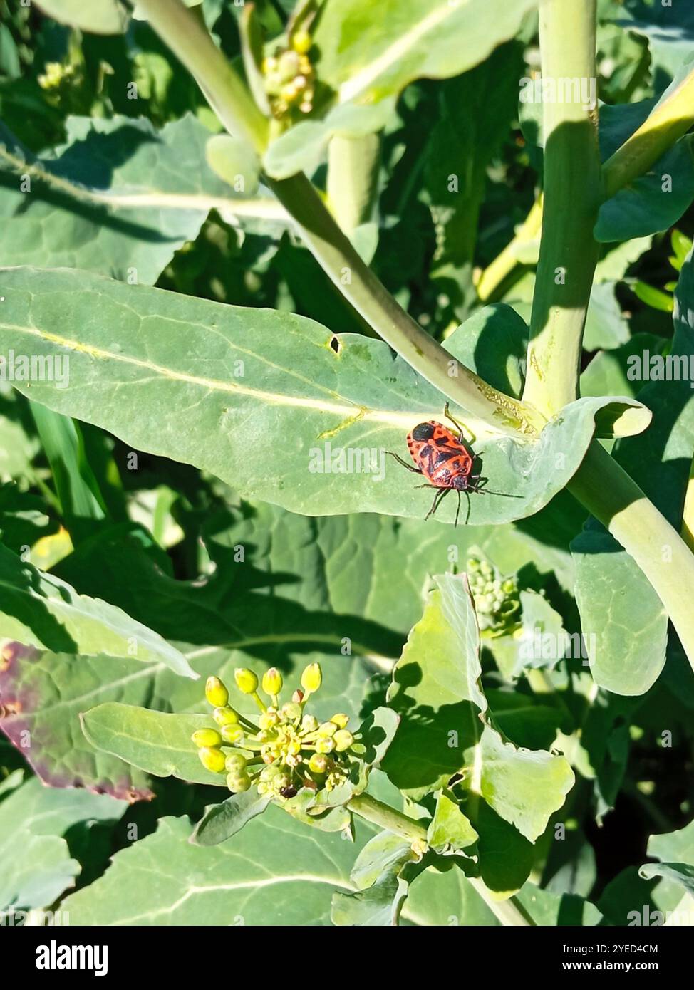 Cruciferous bug hi-res stock photography and images - Alamy