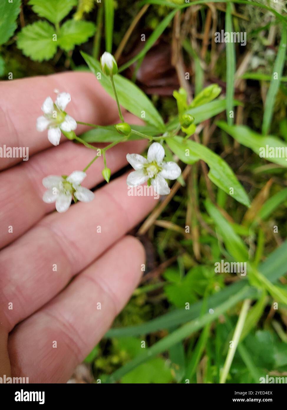 Largeleaf Sandwort (Moehringia macrophylla Stock Photo - Alamy