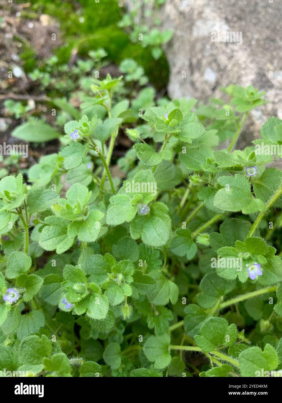 Ivy-leaved Speedwell (Veronica hederifolia Stock Photo - Alamy