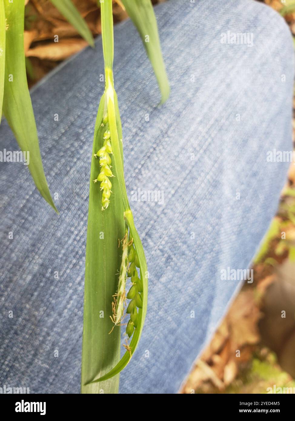 White Bear Sedge (Carex albursina Stock Photo - Alamy