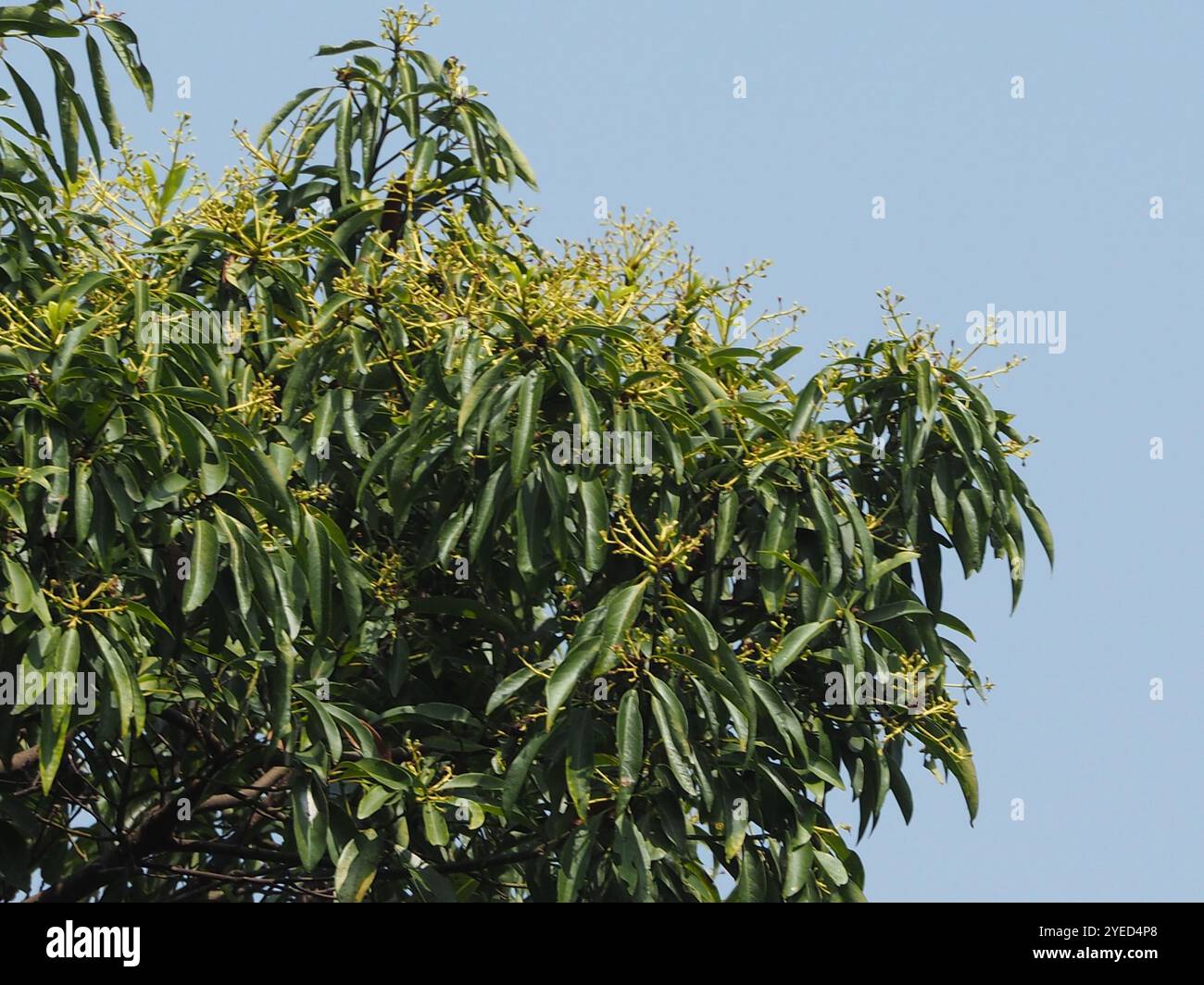 Zuiho Machilus (Machilus zuihoensis Stock Photo - Alamy