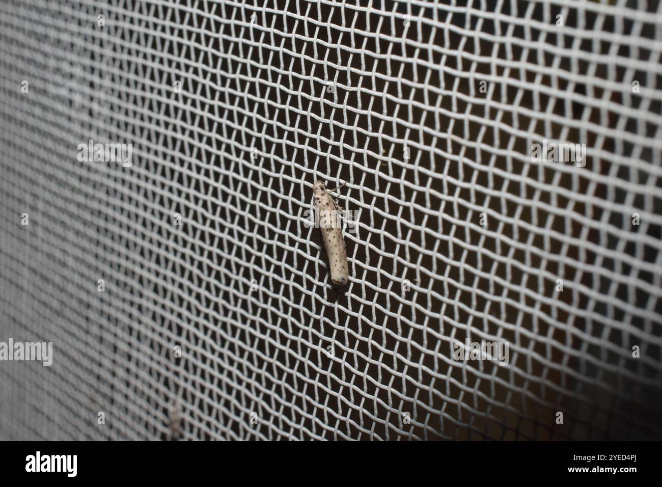 Small Ermine Moths (Yponomeuta Stock Photo - Alamy