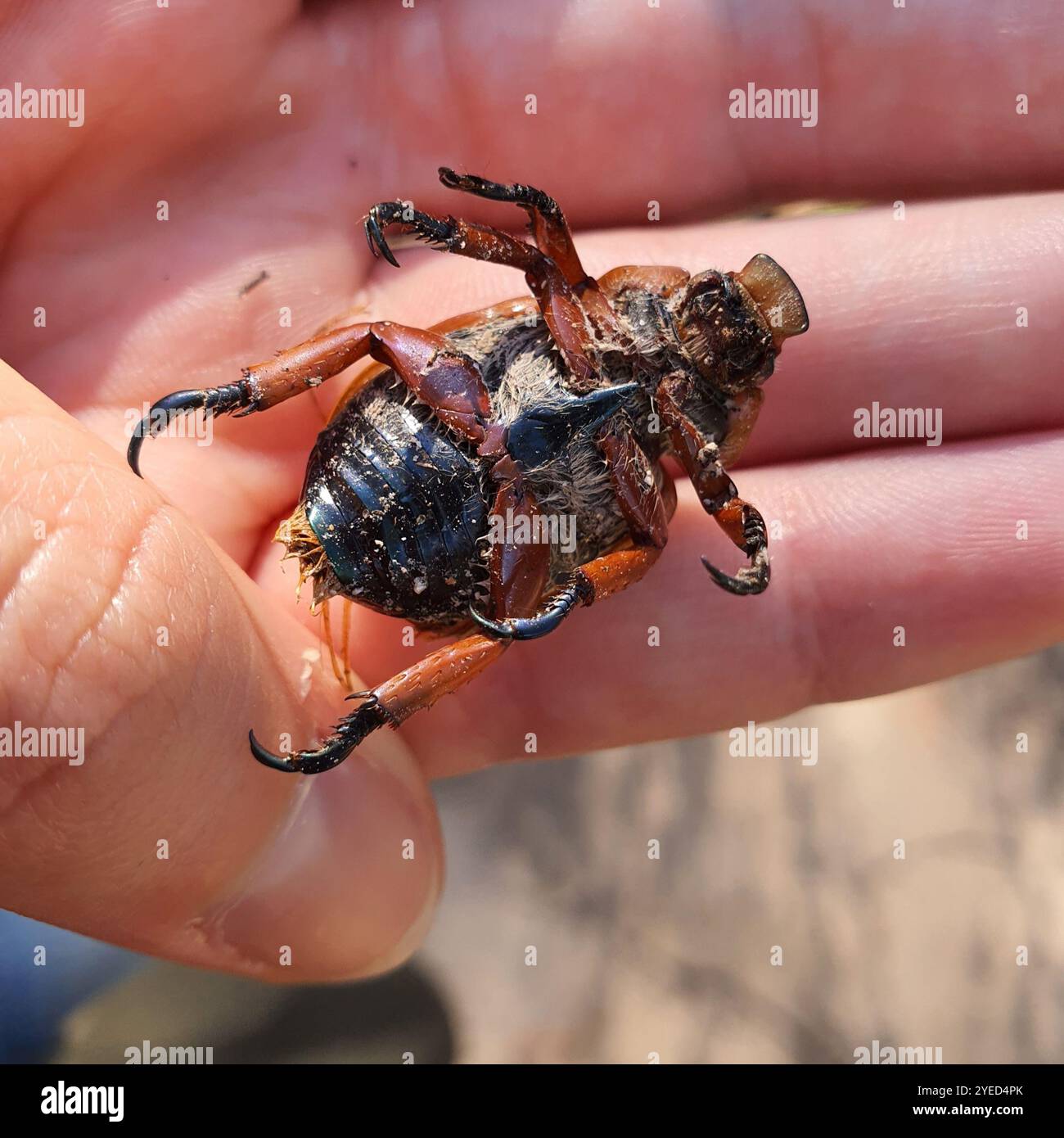 Christmas Beetles (Anoplognathus Stock Photo - Alamy