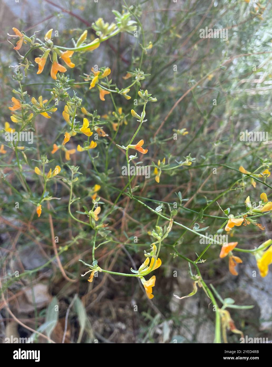 short-winged deerweed (Acmispon glaber brevialatus Stock Photo - Alamy