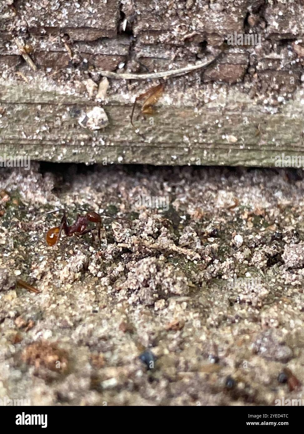 Collared ant hi-res stock photography and images - Alamy