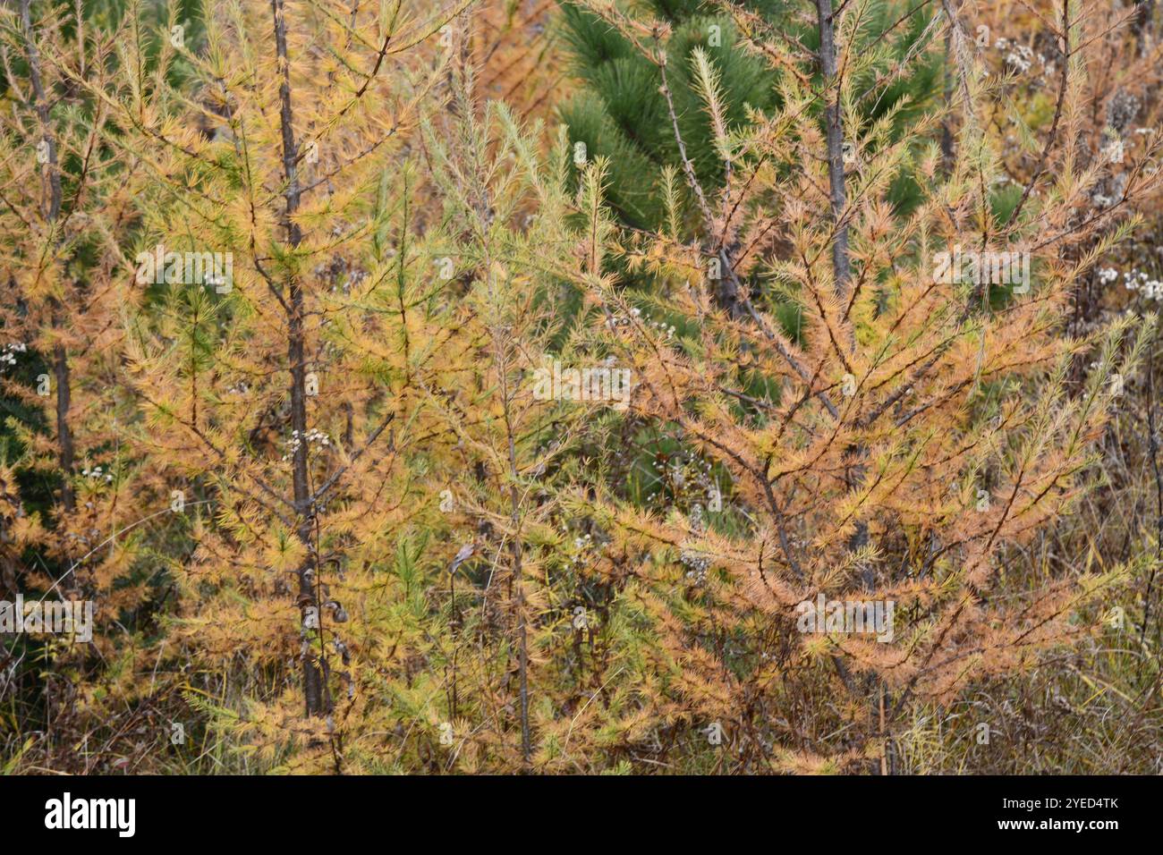 Dark bark of tamarack closeup forming design of texture and color Stock ...