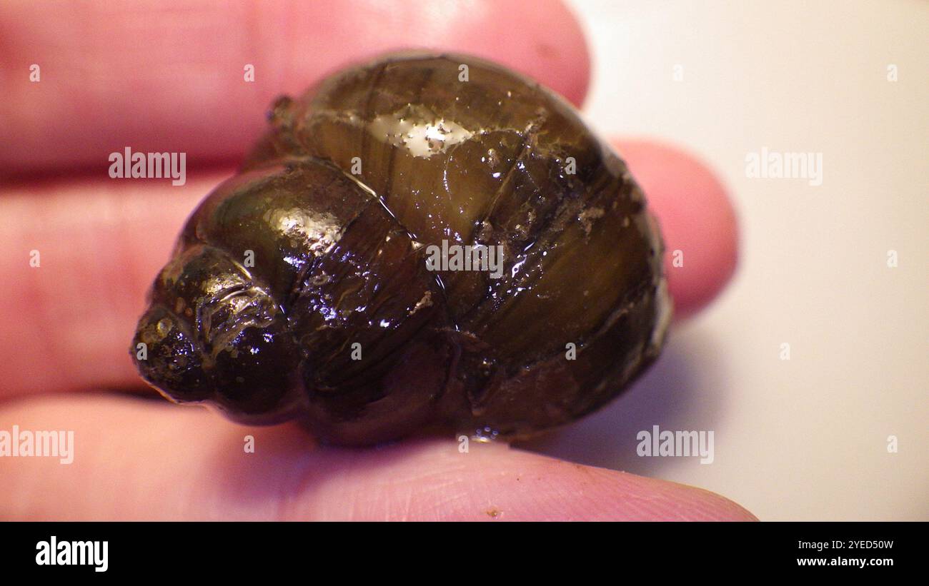 Cipangopaludina chinensis hi-res stock photography and images - Alamy