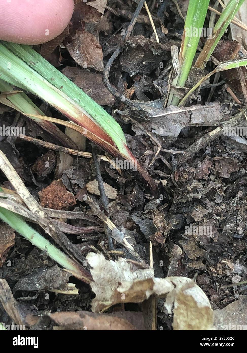 Sharpscale sedge (Carex oxylepis Stock Photo - Alamy