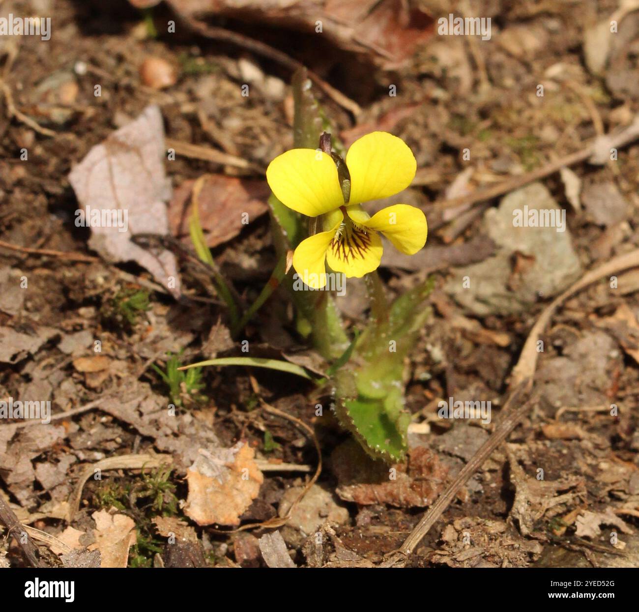 Round-leaved Violet (Viola rotundifolia Stock Photo - Alamy