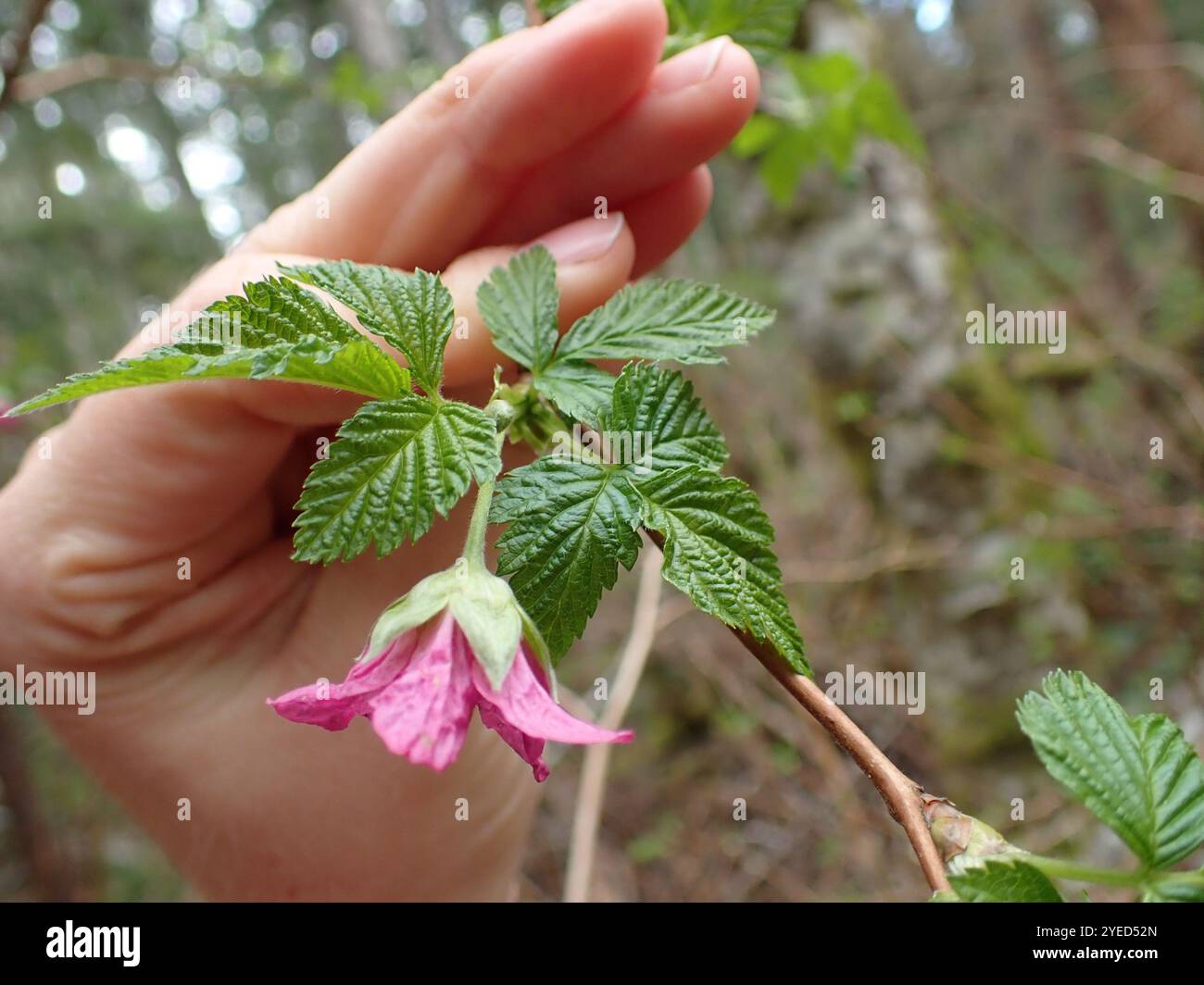 Salmonberry (Rubus spectabilis Stock Photo - Alamy