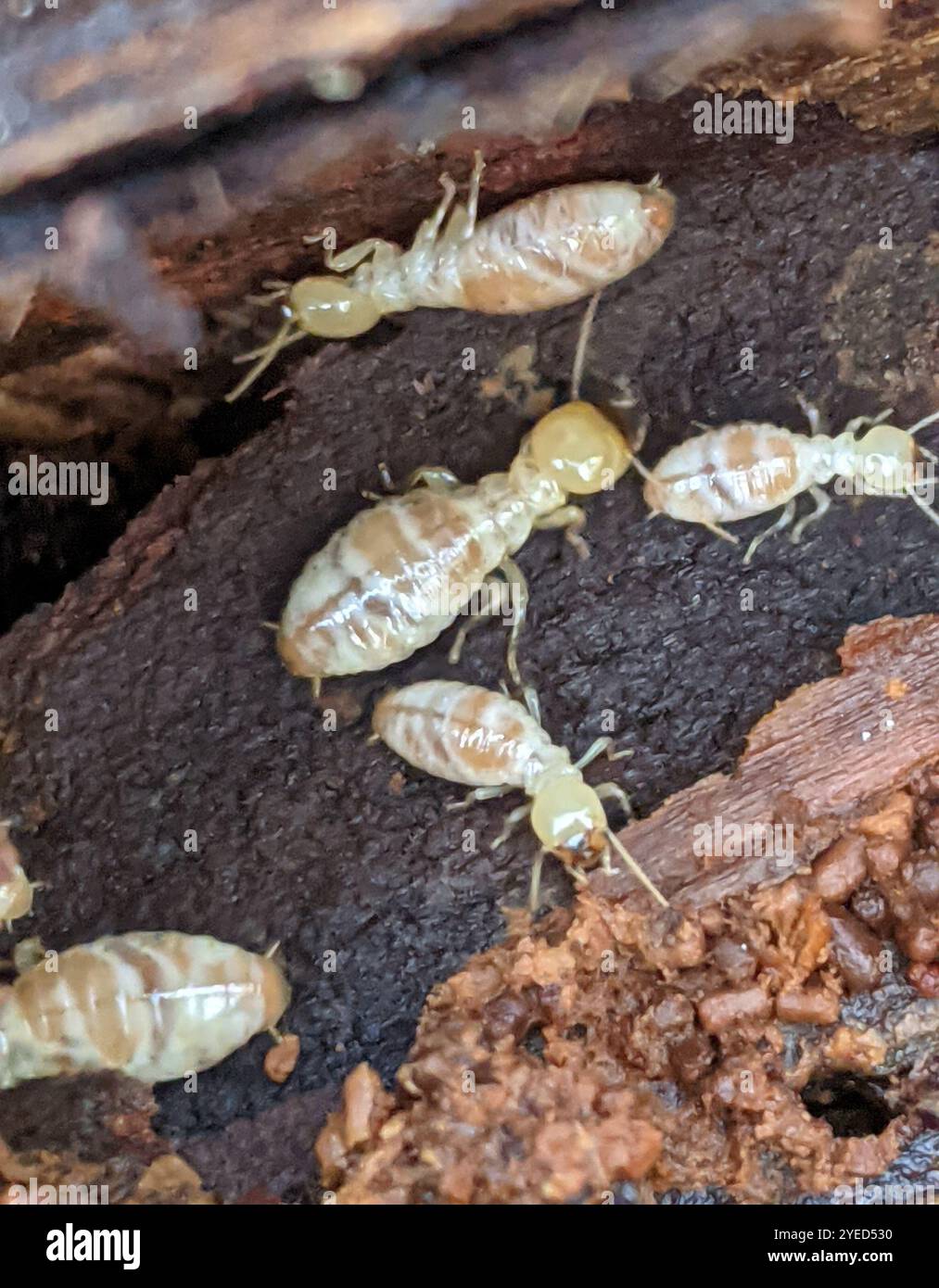 Zootermopsis hi-res stock photography and images - Alamy