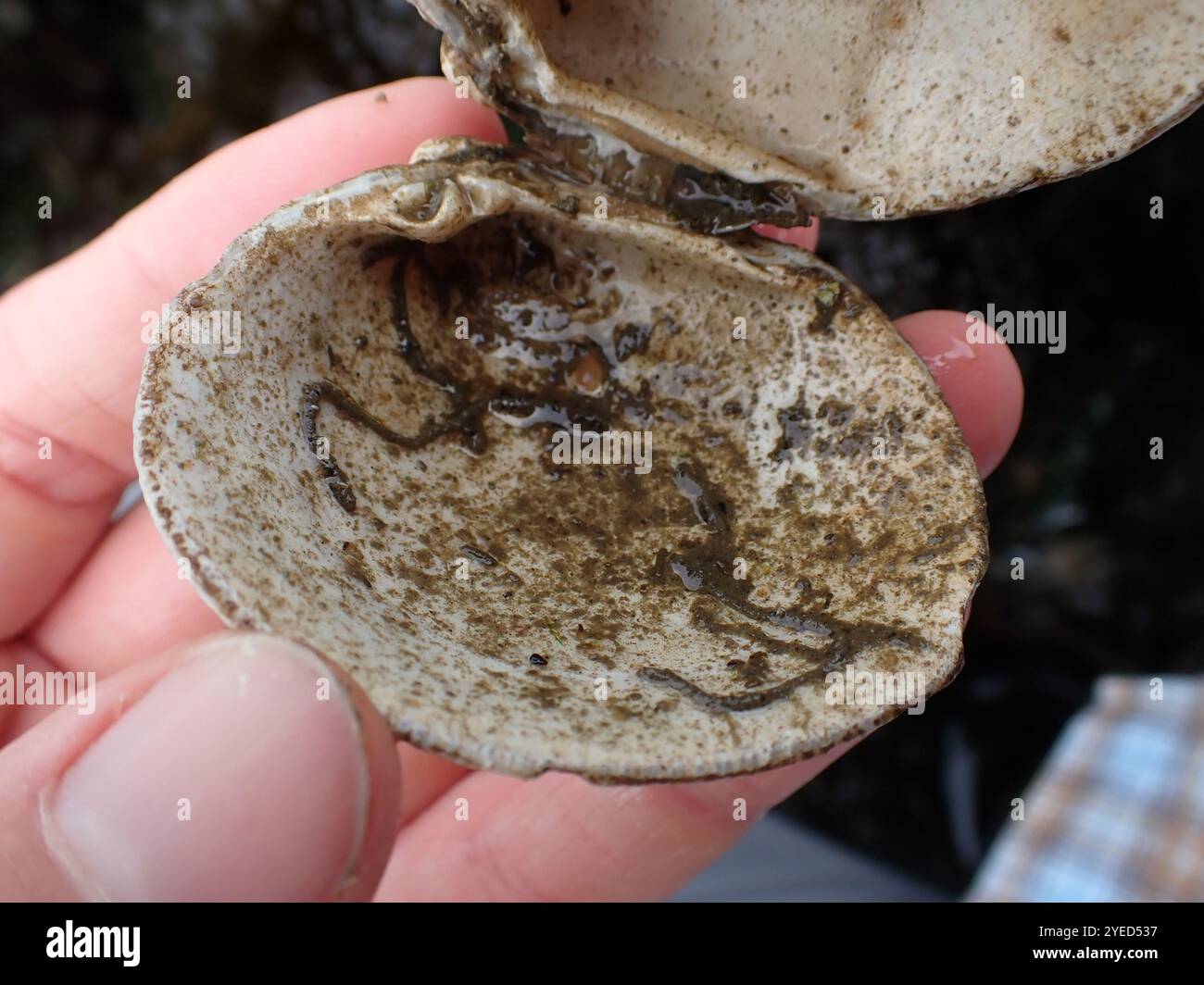 Pacific Littleneck Clam (Leukoma staminea Stock Photo - Alamy
