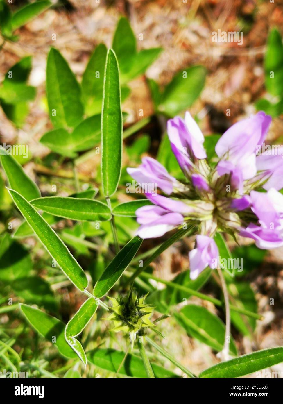 arabian pea (Bituminaria bituminosa Stock Photo - Alamy