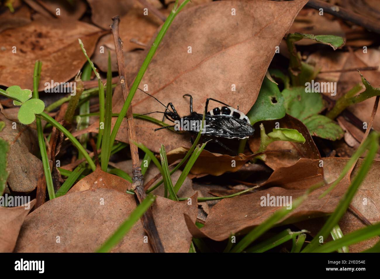 Japanese Assassin Bug (Agriosphodrus dohrni Stock Photo - Alamy