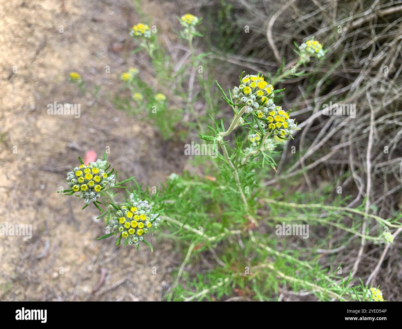 Golden Yarrow (Eriophyllum confertiflorum Stock Photo - Alamy