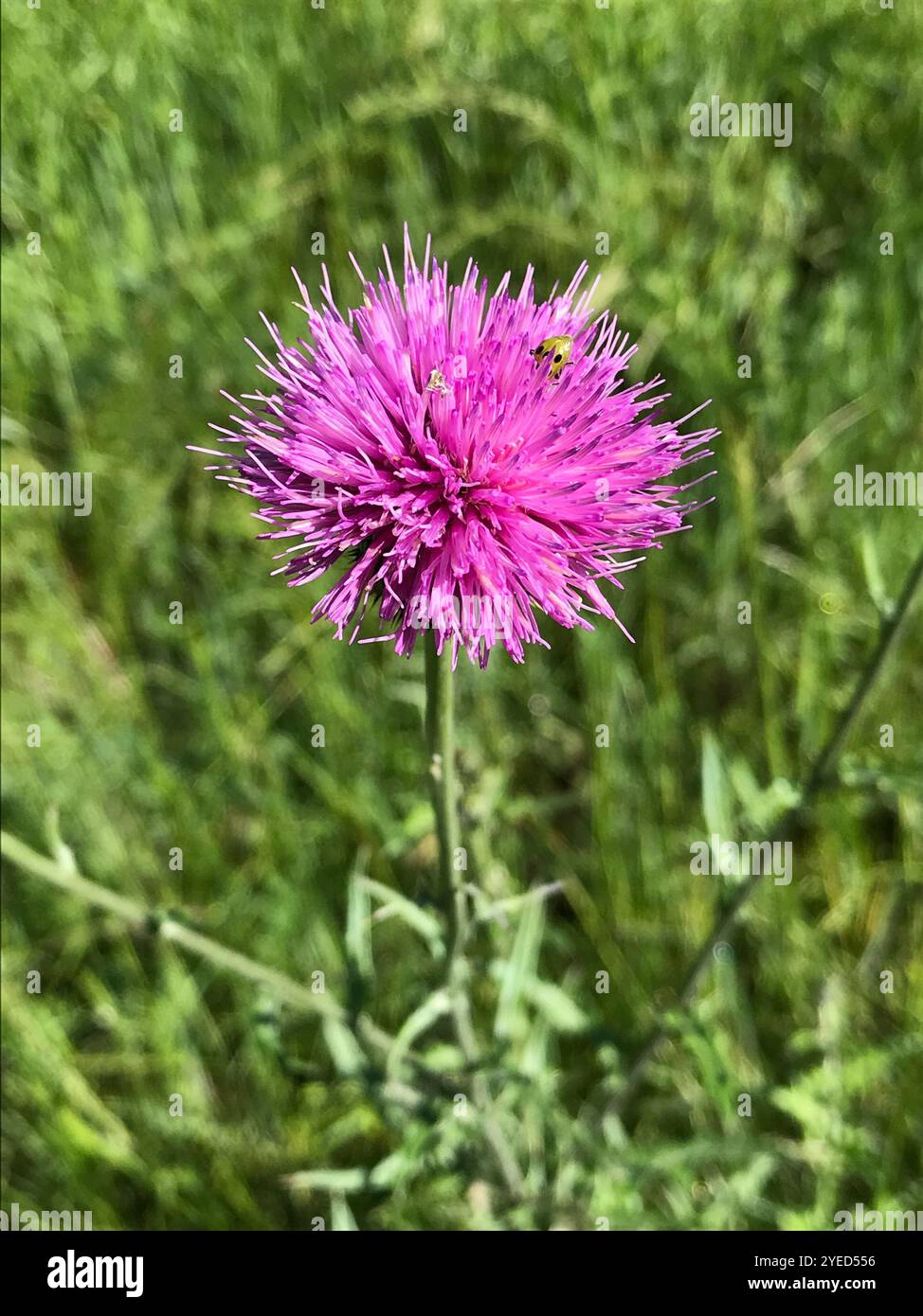 Texas Thistle (Cirsium texanum Stock Photo - Alamy