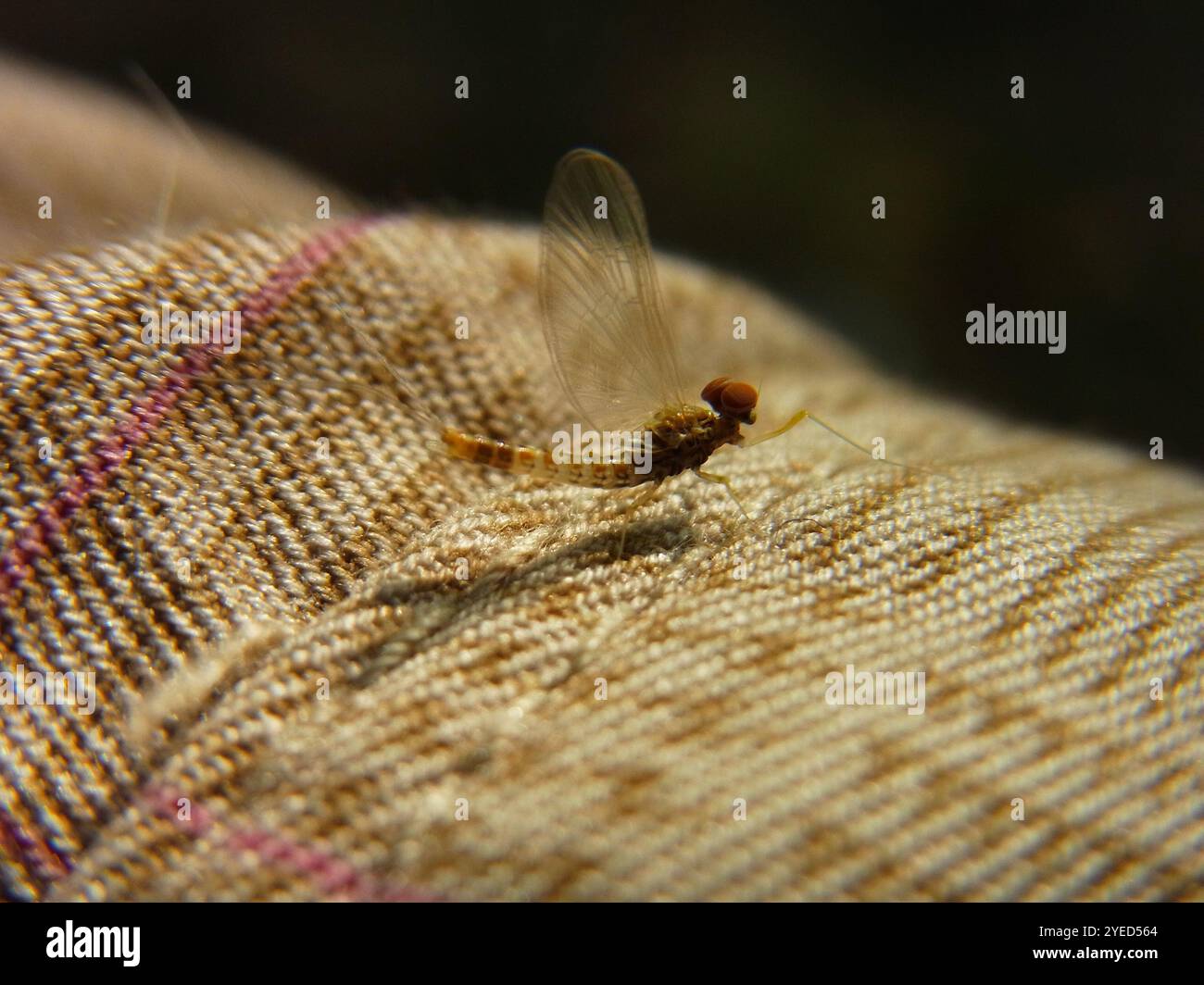 Small Mayflies (Baetidae Stock Photo - Alamy