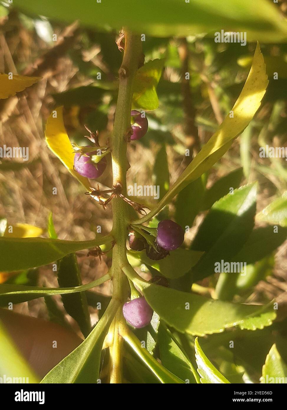 Myoporum insulare hi-res stock photography and images - Alamy