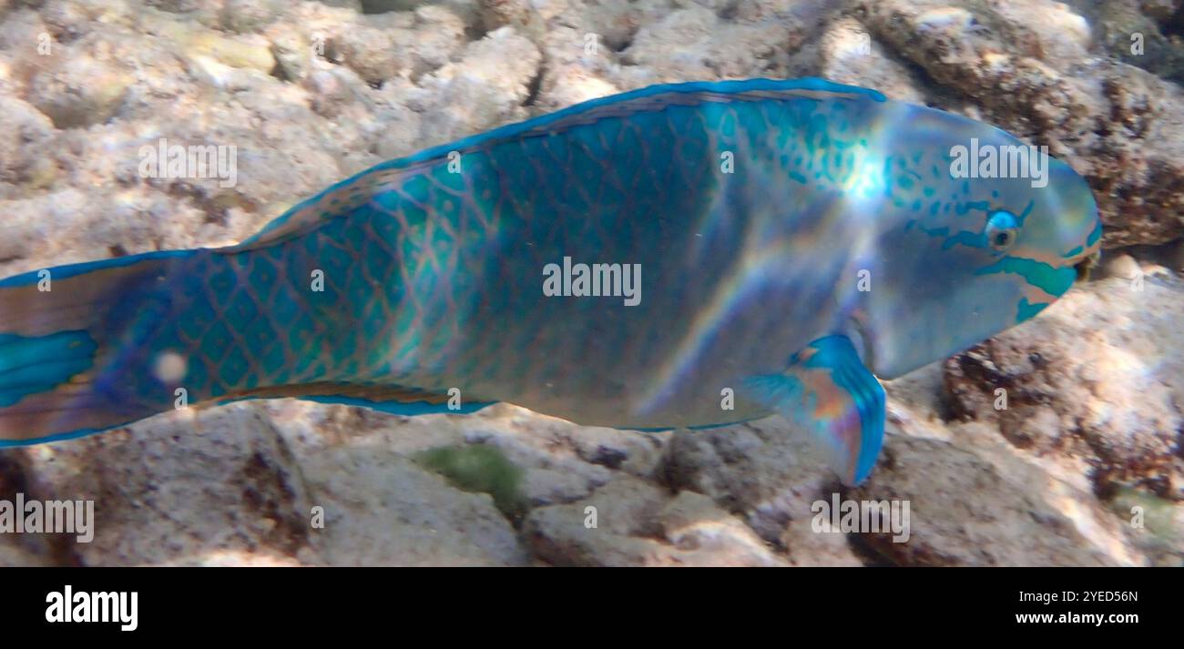Queen parrotfish scarus vetula hi-res stock photography and images - Alamy