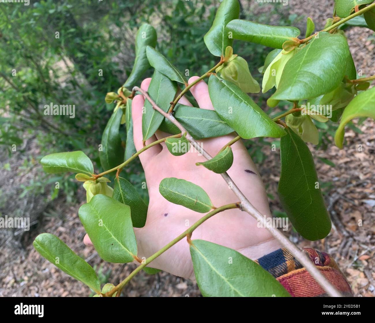 Flag pawpaw hi-res stock photography and images - Alamy