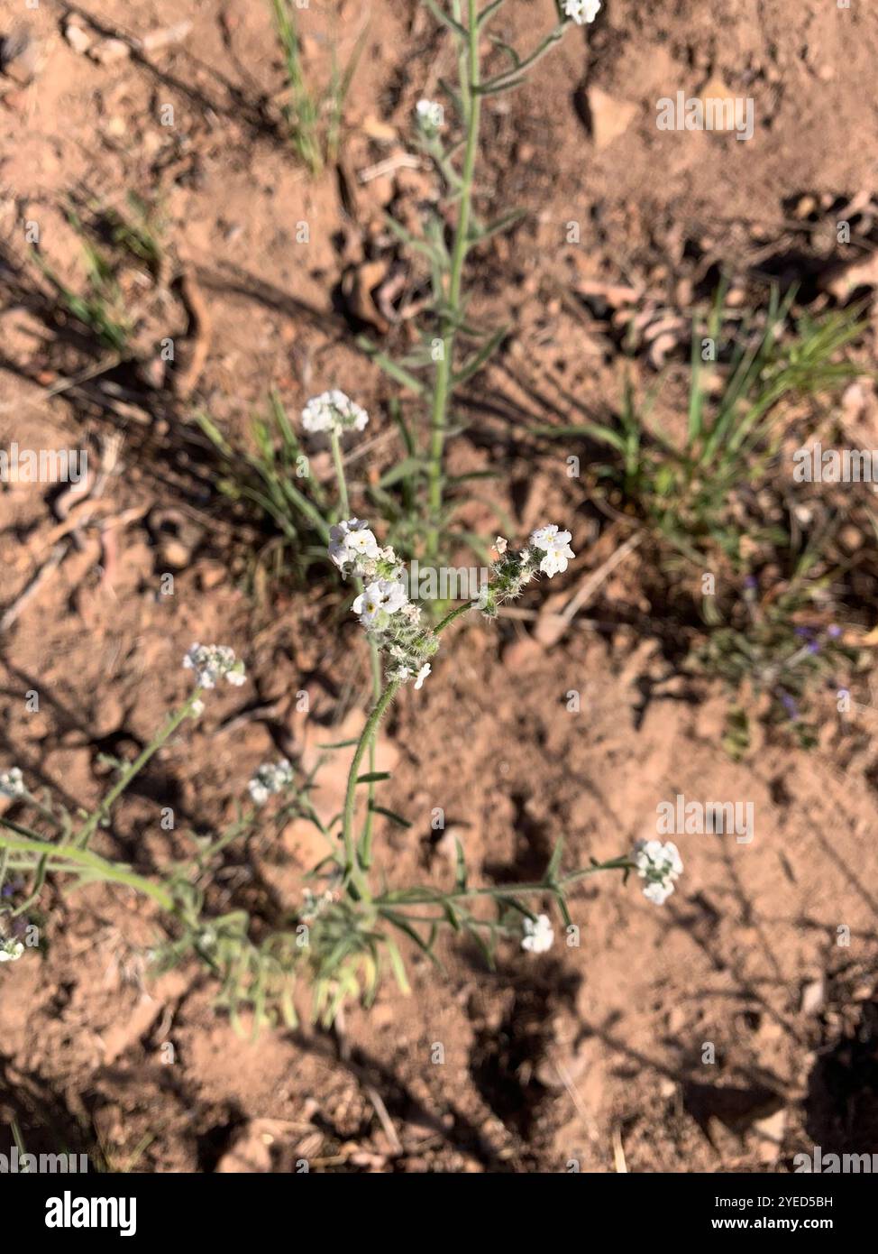 Clearwater cryptantha (Cryptantha intermedia Stock Photo - Alamy
