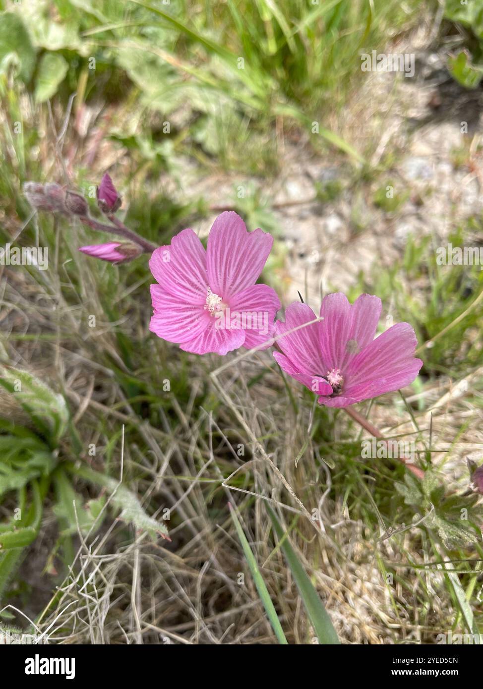 checkerbloom (Sidalcea malviflora Stock Photo - Alamy