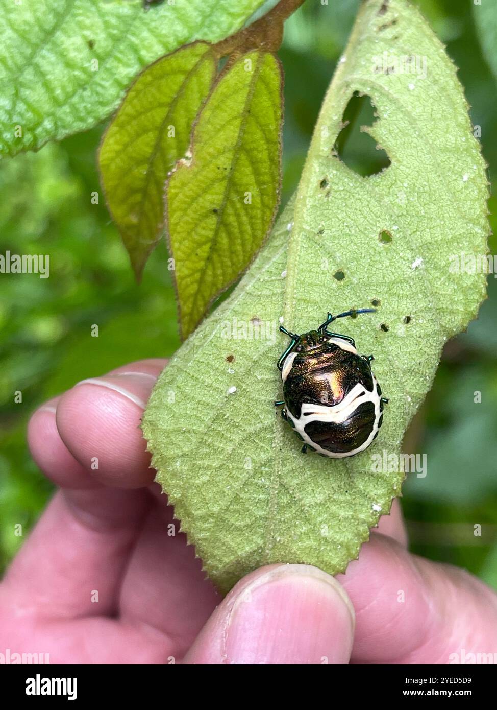 Clown Stink Bug (Poecilocoris lewisi Stock Photo - Alamy