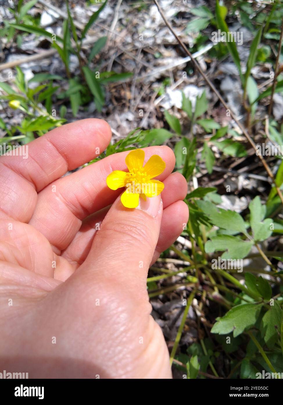 Ranunculus hispidus hi-res stock photography and images - Alamy