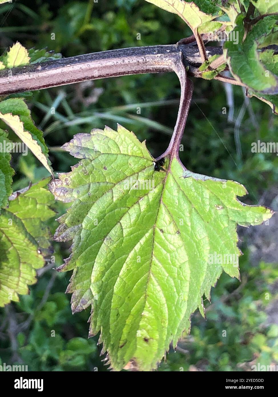 California beeplant (Scrophularia californica Stock Photo - Alamy