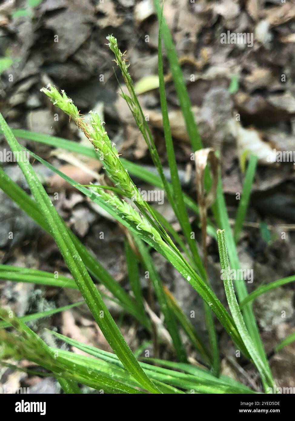 Sharpscale sedge (Carex oxylepis Stock Photo - Alamy