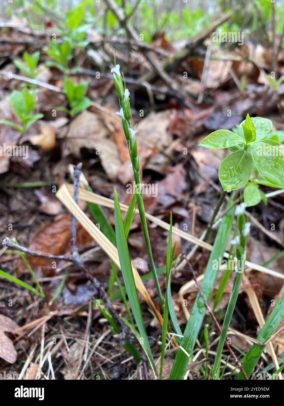 White-grained Mountain-ricegrass (Oryzopsis asperifolia Stock Photo - Alamy