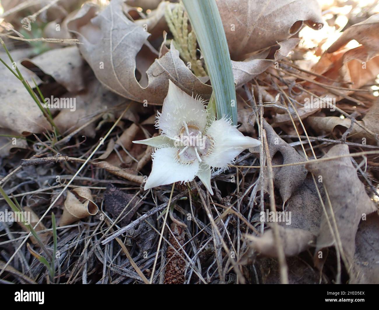 Shirley Meadows star-tulip (Calochortus westonii Stock Photo - Alamy