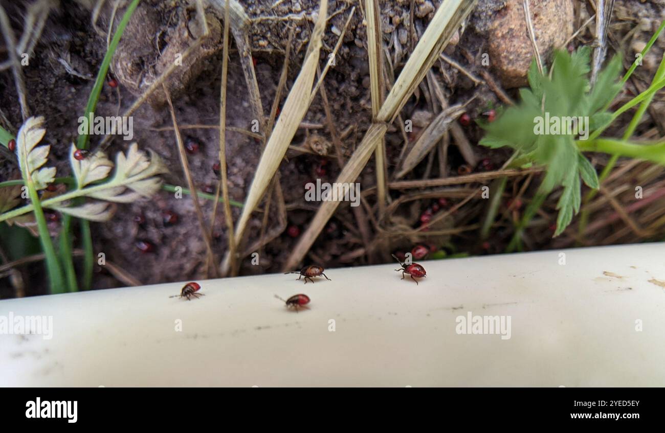 Sehirus cinctus hi-res stock photography and images - Alamy