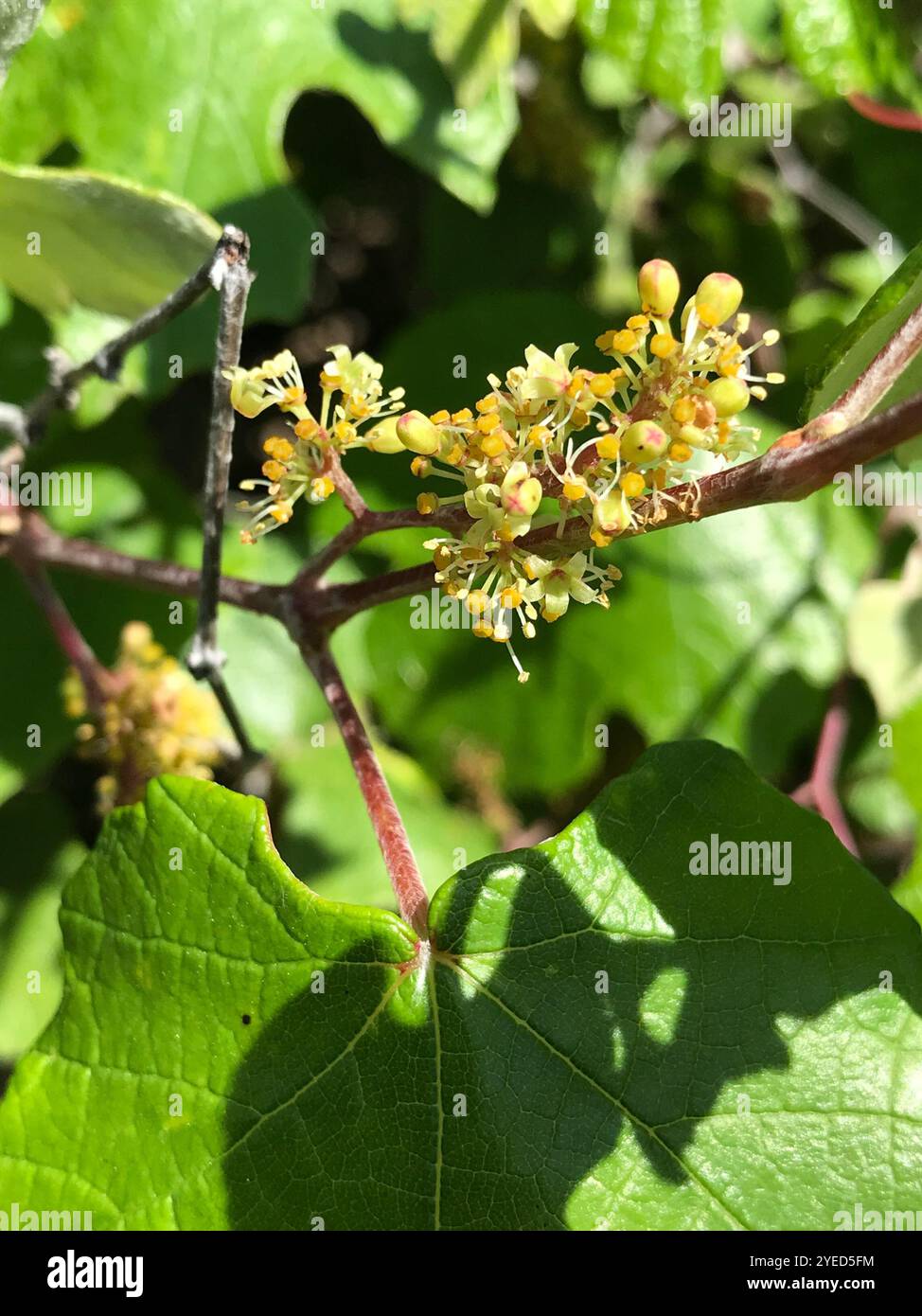 mustang grape (Vitis mustangensis Stock Photo - Alamy