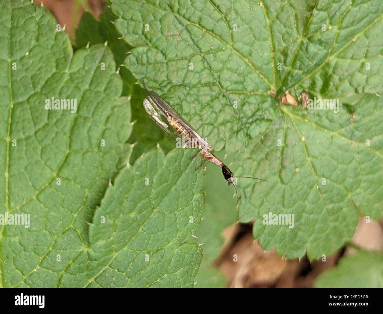 Common Snakeflies (Agulla Stock Photo - Alamy