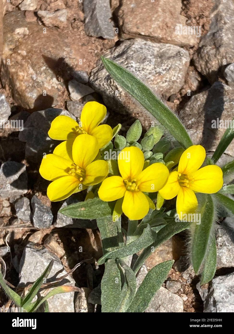 Gordons bladderpod hi-res stock photography and images - Alamy