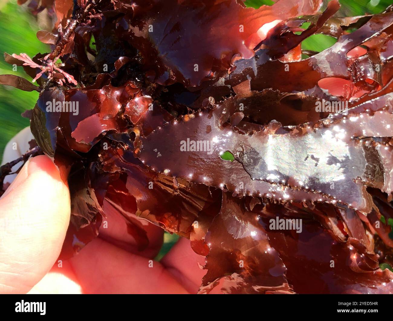 Grape Tongue (Cryptopleura ruprechtiana Stock Photo - Alamy